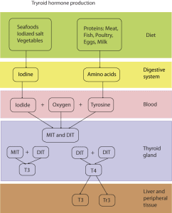 Find Out more about your thyroid hormones